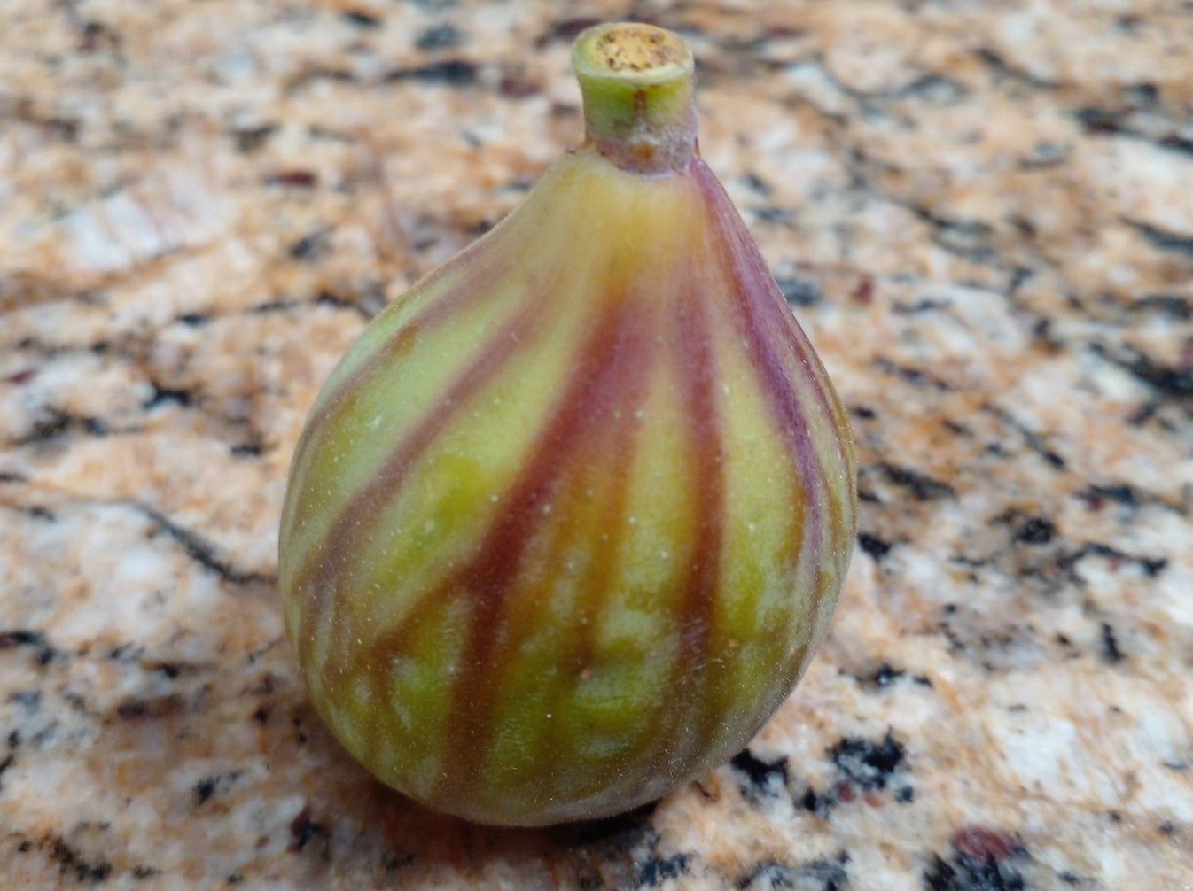 LSU Tiger Fig - 2 Cuttings - Striped Figs - Productive and Flavorful ...