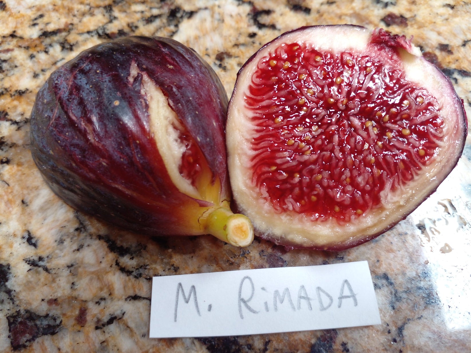 Martinenca Rimada Fig Tree - 2 Cuttings - Tasty Purple Striped Figs ...