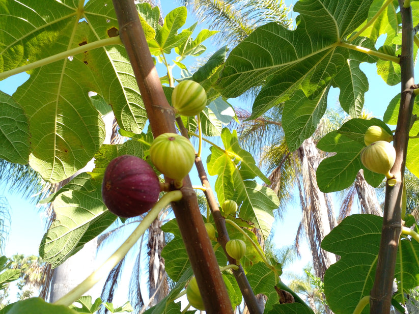 Martinenca Rimada Fig Tree - 2 Cuttings - Tasty Purple Striped Figs ...
