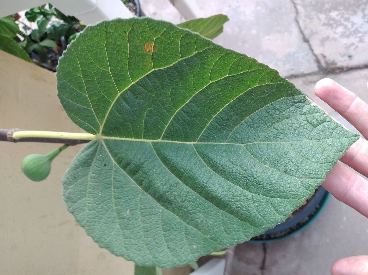 Ficus Palmata N1 Fig Tree - White Punjab Fig - 2 Cuttings - Tasty Uniq ...