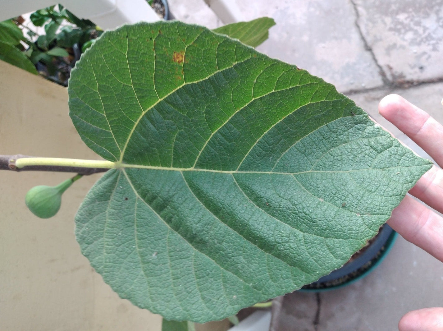 Ficus Palmata N1 Fig Tree - White Punjab Fig - 2 Cuttings - Tasty Uniq – figfair