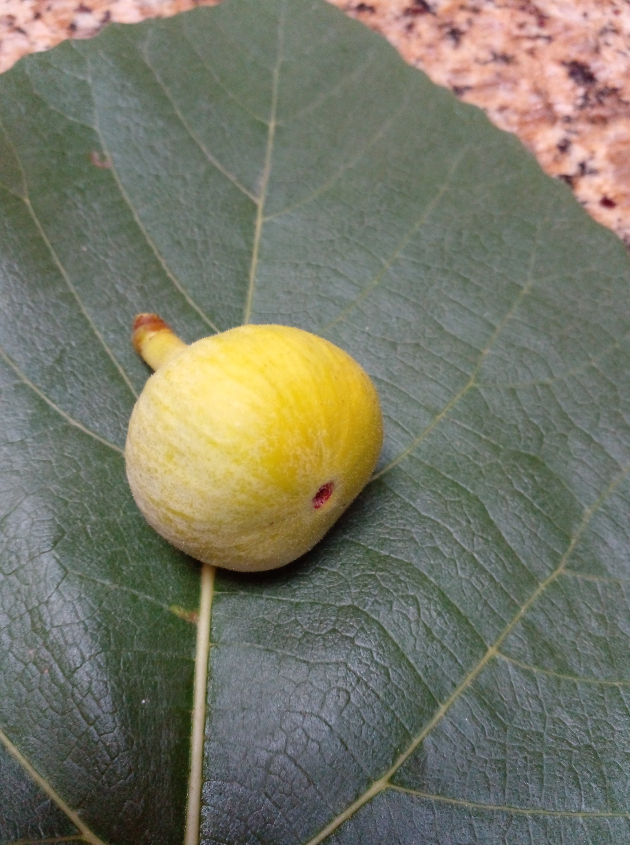 Ficus Palmata N1 Fig Tree - White Punjab Fig - 2 Cuttings - Tasty Uniq – figfair