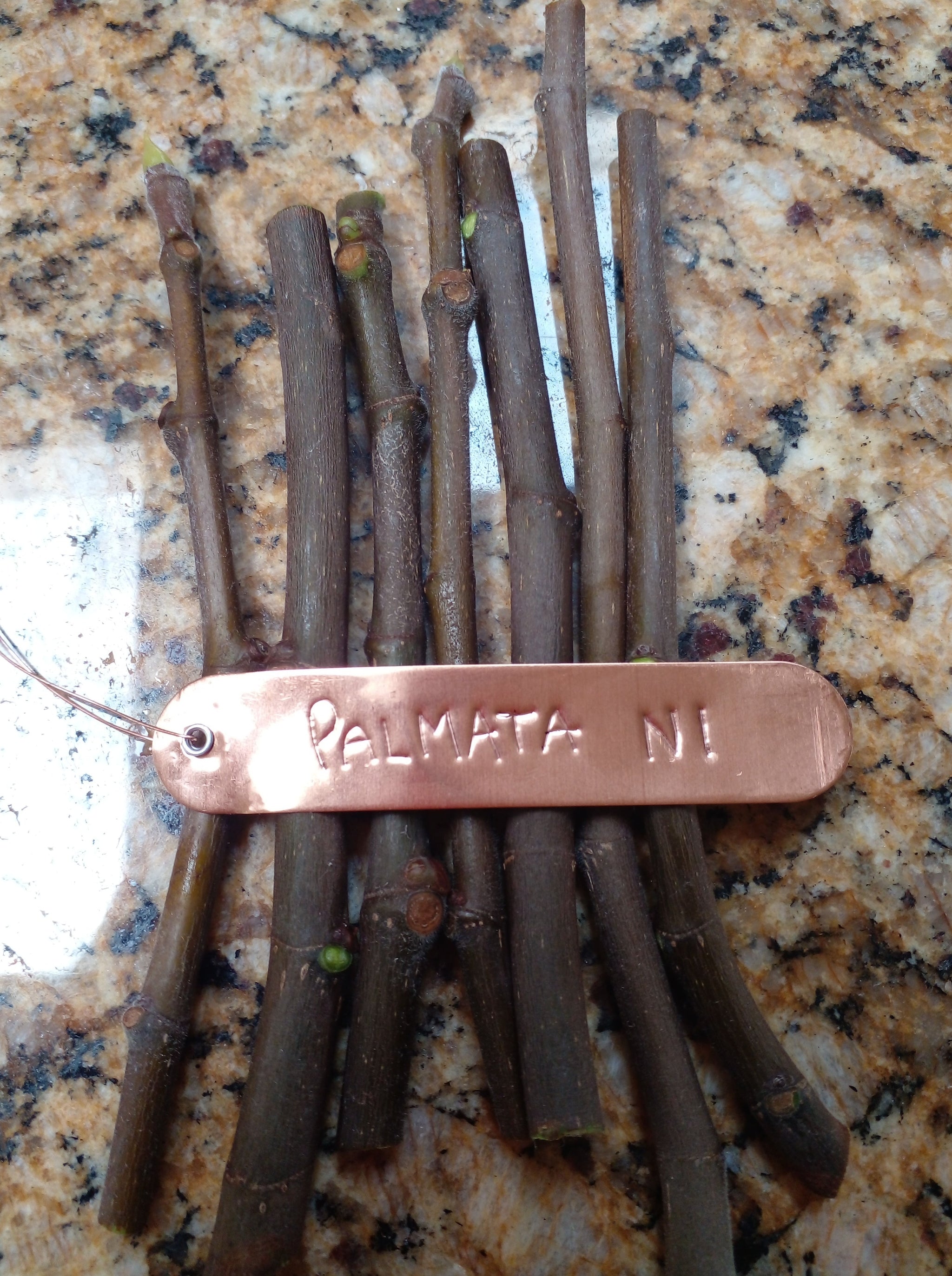 Ficus Palmata N1 Fig Tree - White Punjab Fig - 2 Cuttings - Tasty Uniq ...