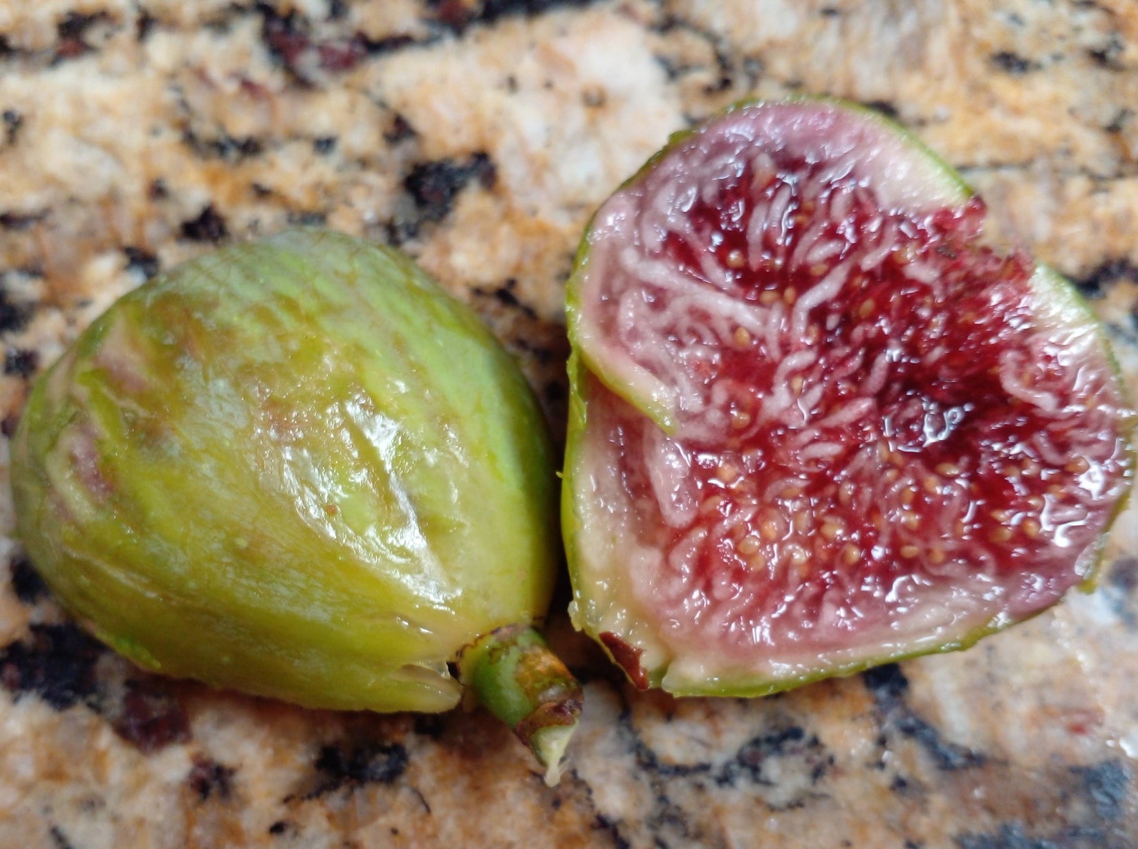 Ponte Tresa Fig Tree - 2 Cuttings - Delicious Swiss Fig with Beautiful ...