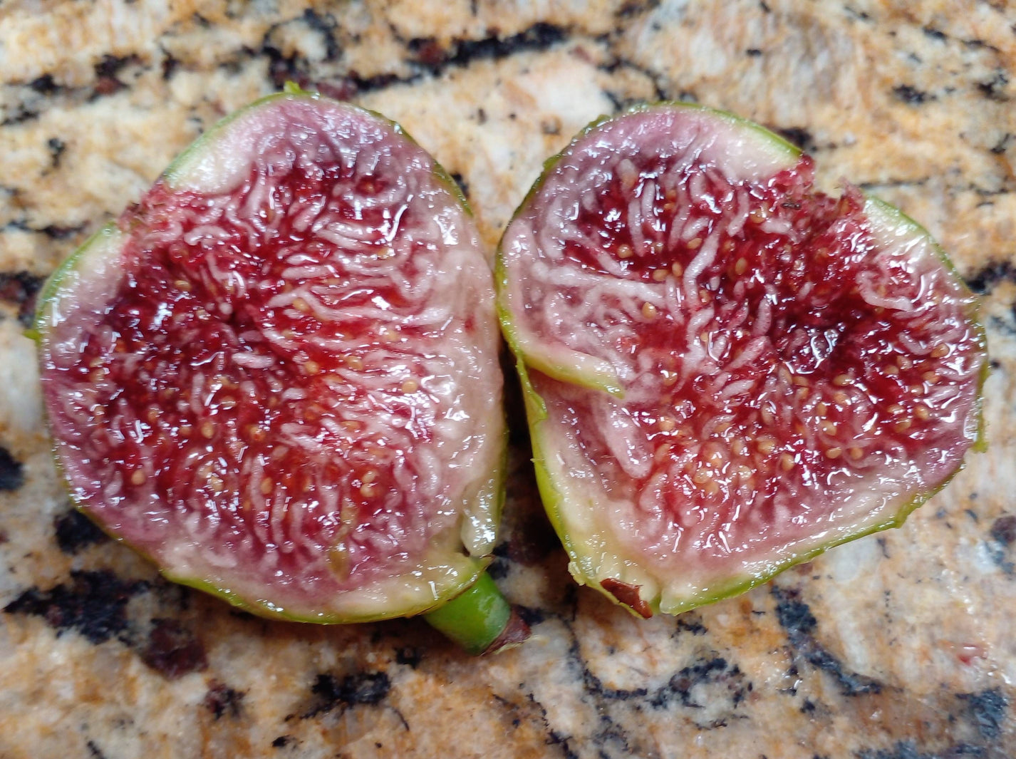 Ponte Tresa Fig Tree - 2 Cuttings - Delicious Swiss Fig with Beautiful ...