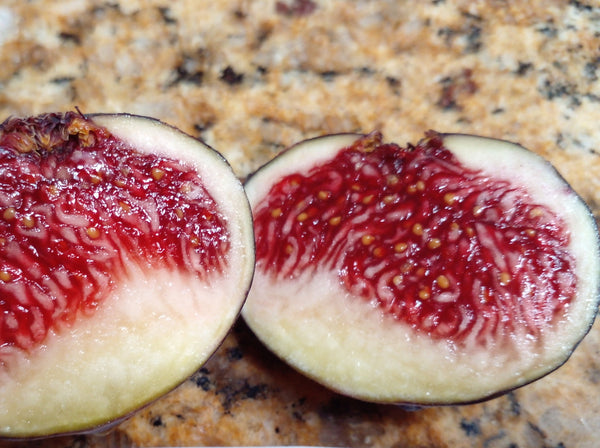 Raspberry Latte Fig Cuttings - 2 Cuttings - Sweet Tasty Berry Flavor – figfair