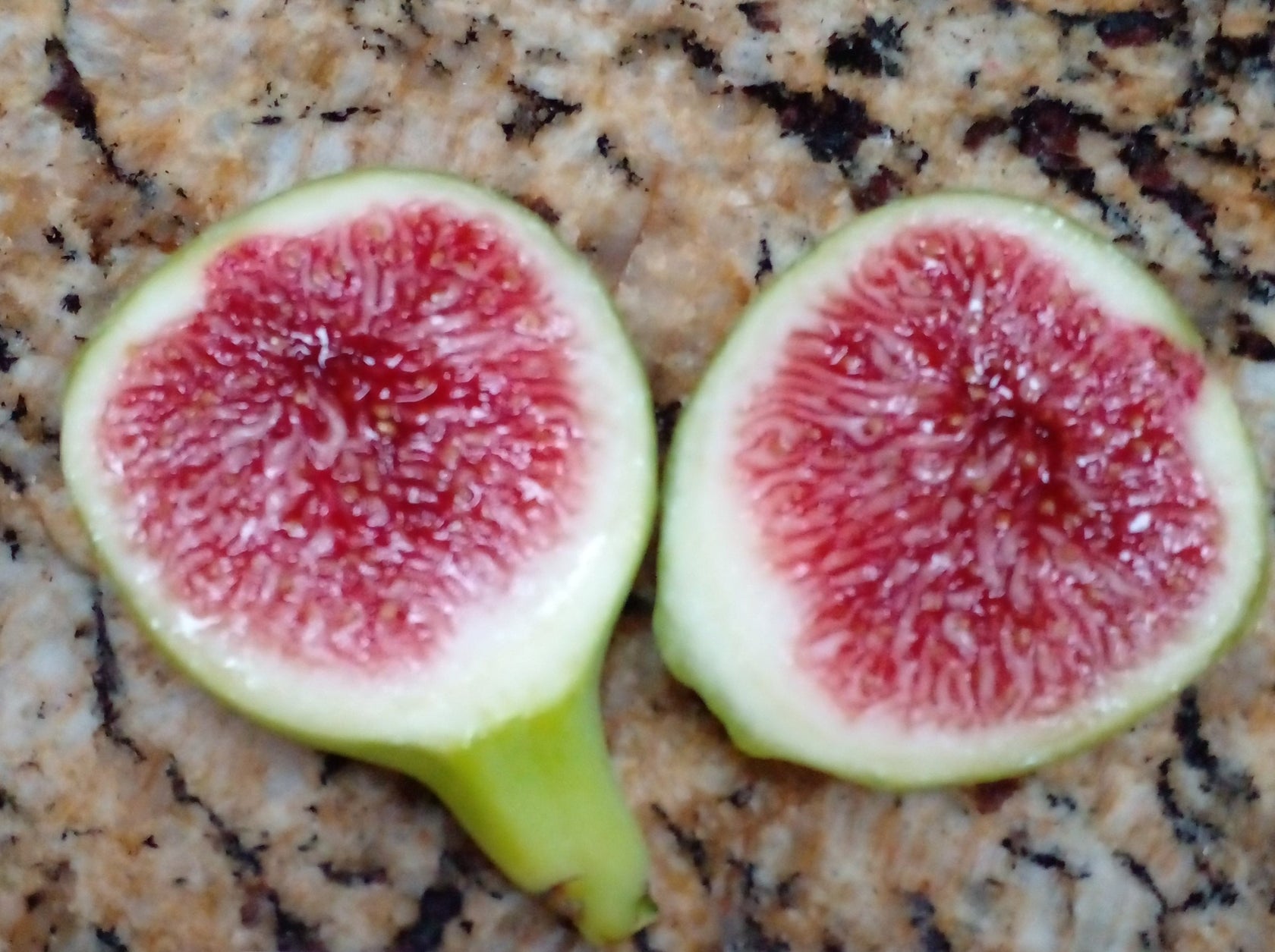 Strawberry Verte Fig Tree - 2 Cuttings - Easy to Root - Tasty Figs ...