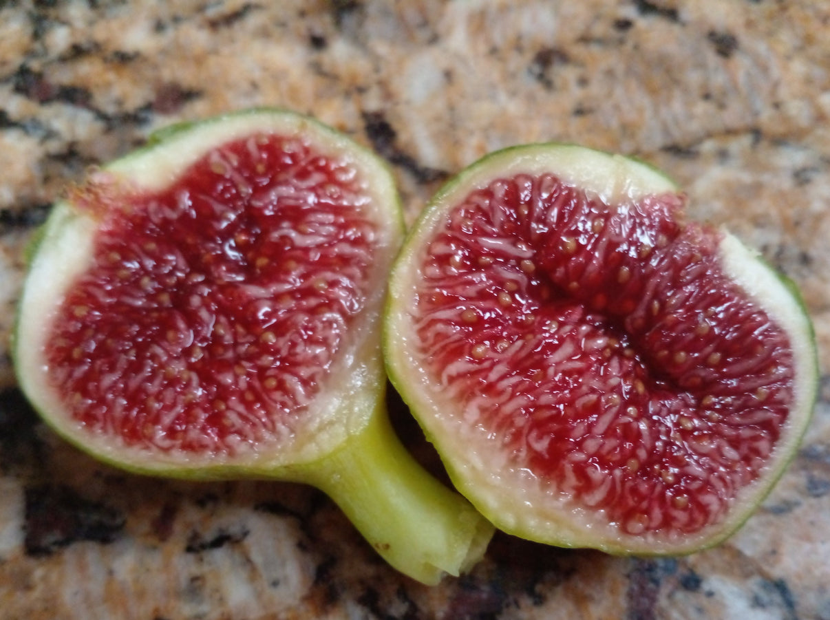 Sister Madeline's Green Greek Fig SMGG - 2 Cuttings - Delicious Flavor ...