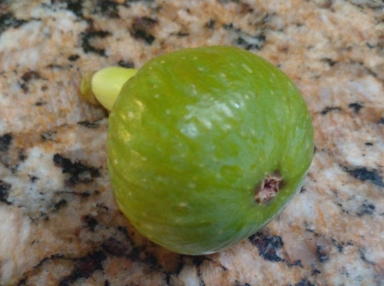 Sister Madeline's Green Greek Fig SMGG - 2 Cuttings - Delicious Flavor ...