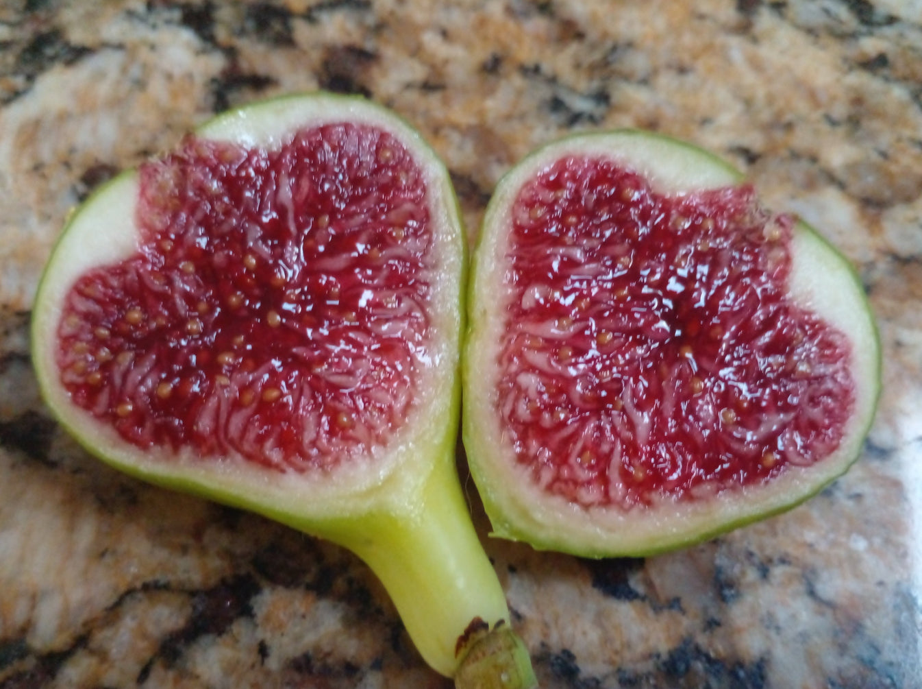 Sister Madeline's Green Greek Fig SMGG - 2 Cuttings - Delicious Flavor ...