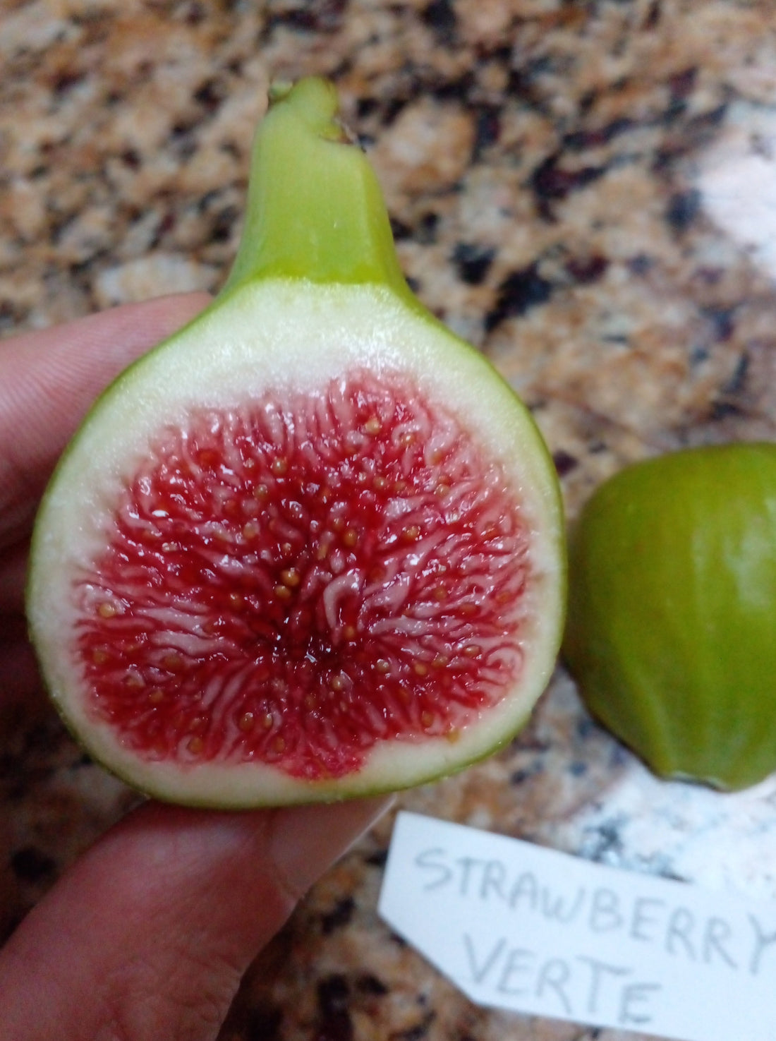 Strawberry Verte Fig Tree - 2 Cuttings - Easy to Root - Tasty Figs ...