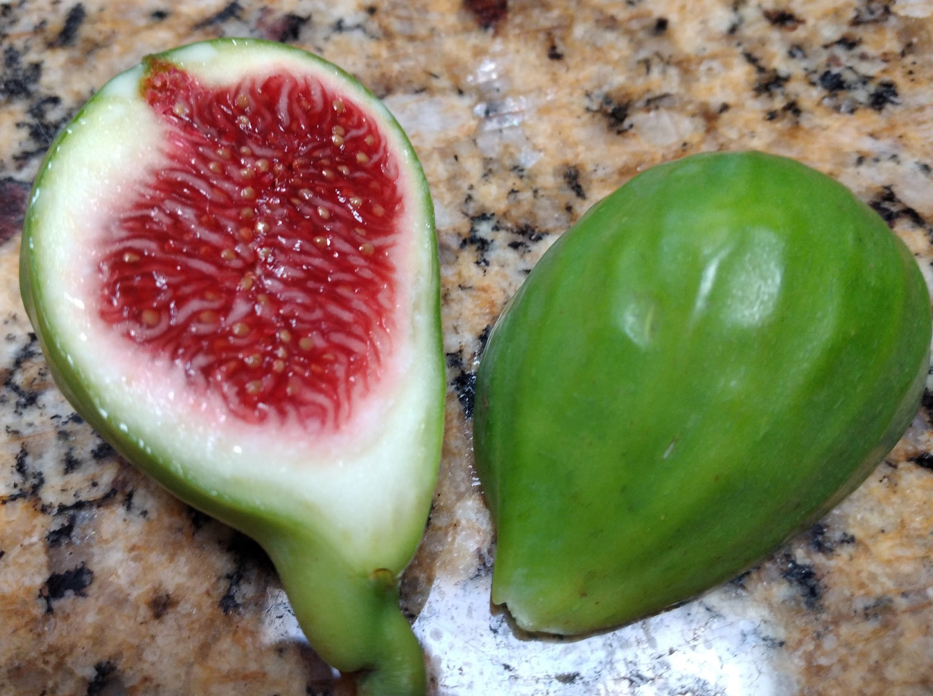 White Madeira #1 Fig - 2 Cuttings - Top-Tier Green Figs with Rich Berr ...